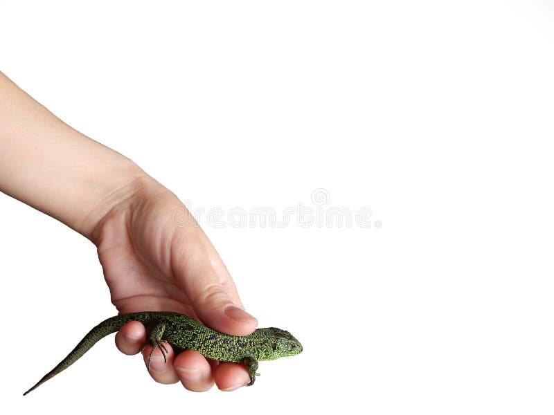 Lizard in hand stock image. Image of scale, isolated - 148619945