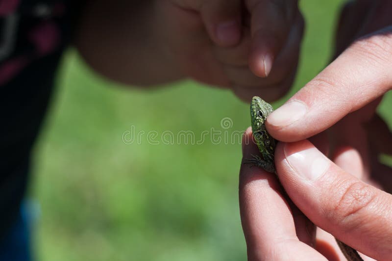 Lizard in hand stock photo. Image of reptile, holding - 98367314