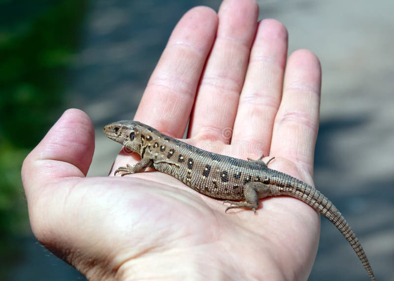 Lizard on hand stock image. Image of close, biology, crisp - 55106767