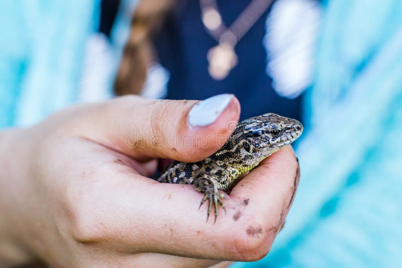 Lizard on hand stock image. Image of close, forest, lacerta - 104600843