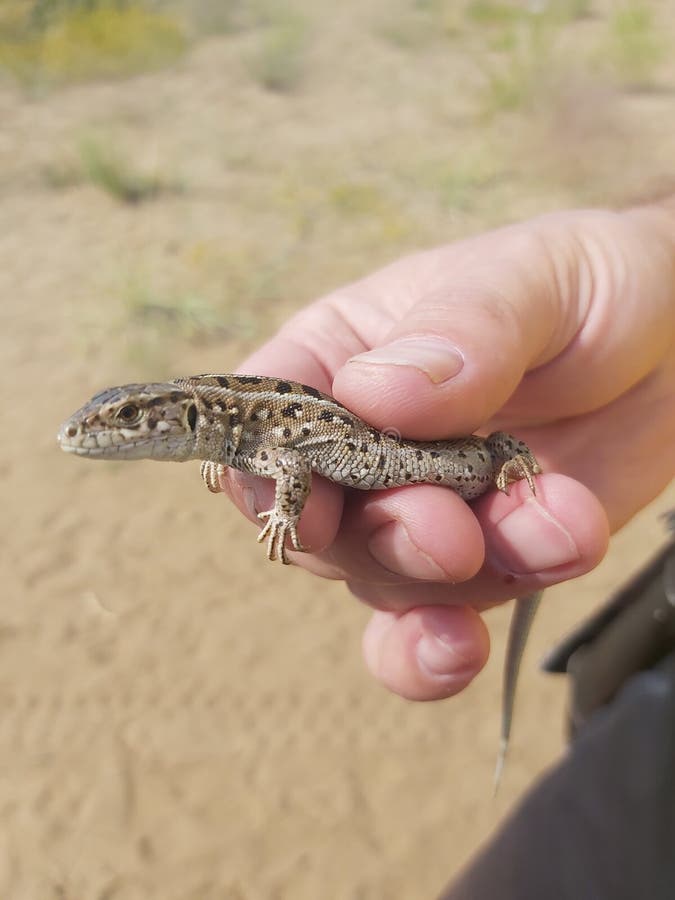 Lizard in the hand stock photo. Image of limb, wildlife - 190476912