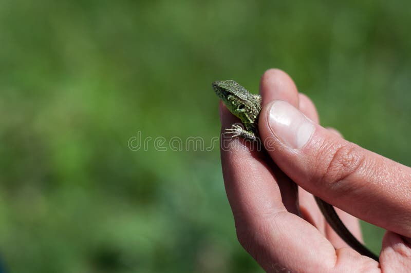 Lizard stock photo. Image of human, father, hand, lizard - 98367476