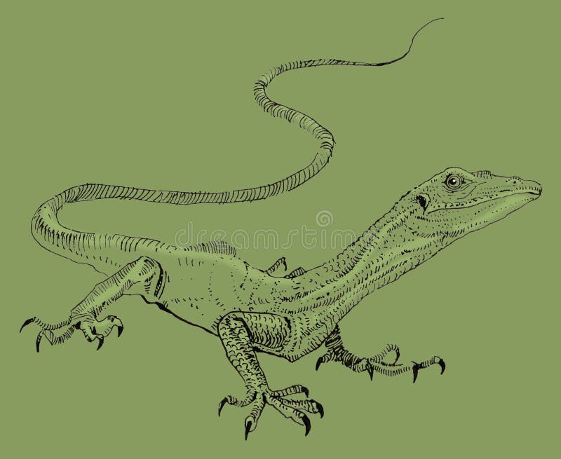 Lizard, Hand Painted Drawing of Outline Stock Illustration ...