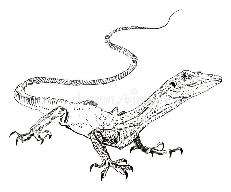 Lizard, Hand Painted Drawing of Outline Stock Illustration ...