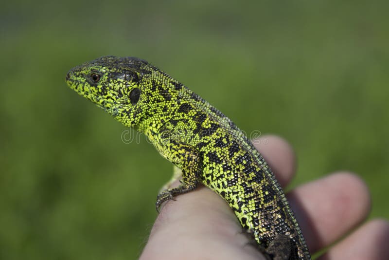 Lizard on a hand stock photo. Image of wild, hold, reptile - 30861178