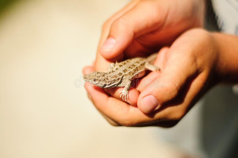 A lizard in hands stock photo. Image of animals, reptile - 23585082