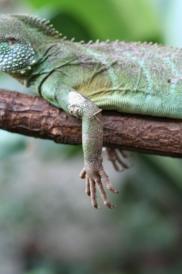 Lizard stock photo. Image of brown, body, yellow, wildlife - 13688878
