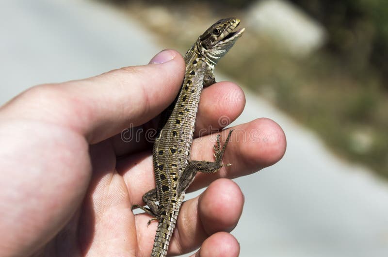 A lizard in hands stock image. Image of sting, damage - 14412159