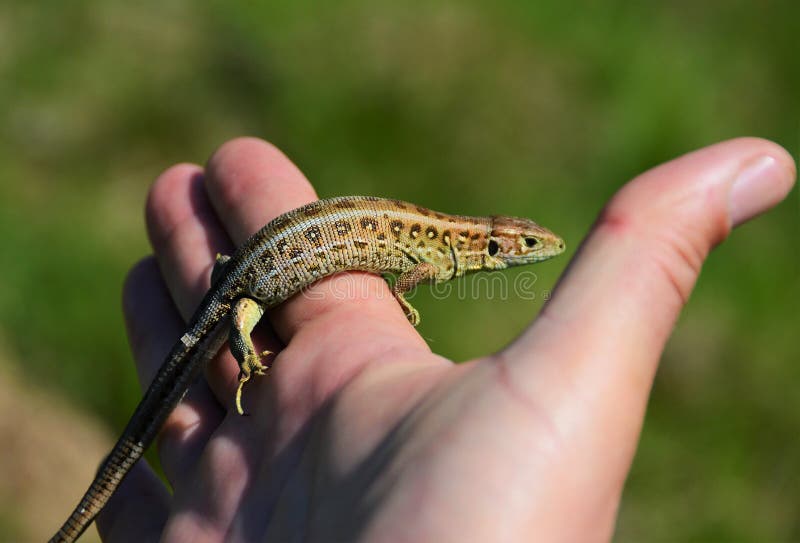Lizard in the Hands of a Person in a Natural Environment Stock Photo ...