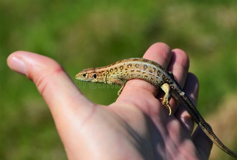 Lizard in the Hands of a Person in a Natural Environment Stock Image ...