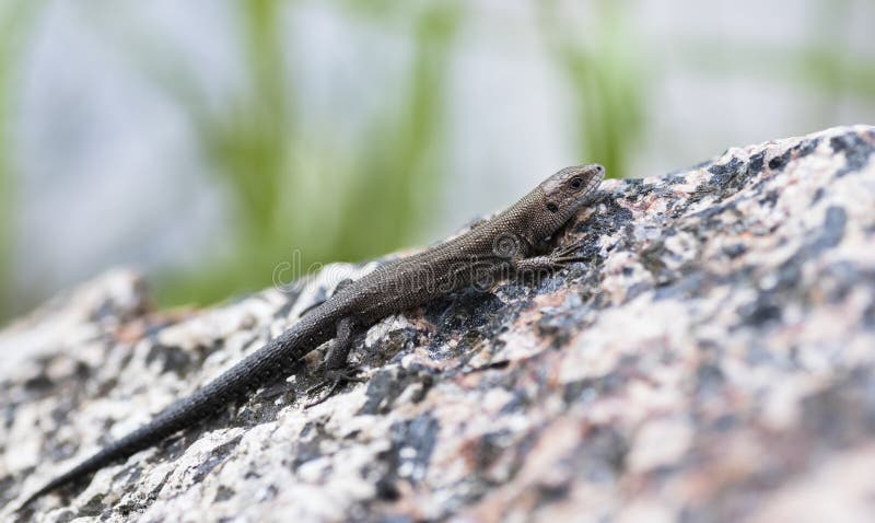 Lizard stock photo. Image of animal, zootoca, europe - 57203996
