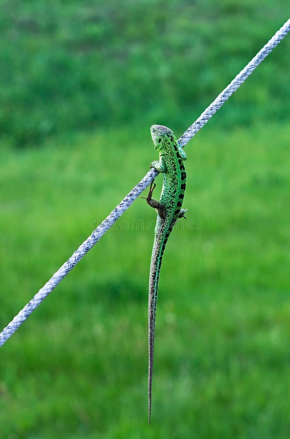Lizard stock image. Image of spine, exercise, reptile - 66449043
