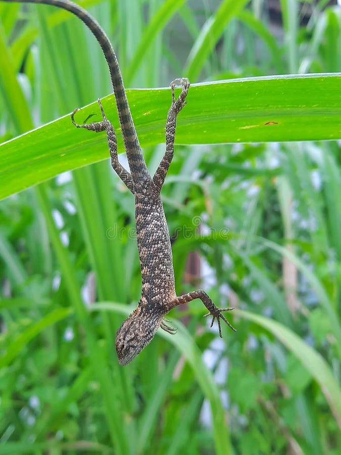 A Lizard Hanging Under a Green Leaf of Grass Stock Photo - Image of ...