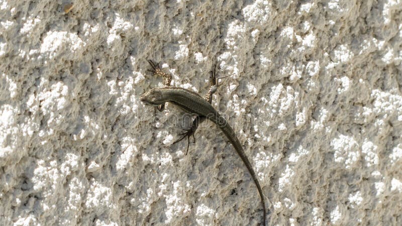 A Lizard Hanging on a Wall of a House Stock Photo - Image of reptile ...