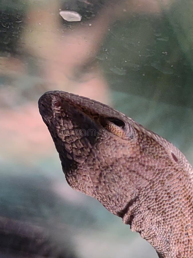 Lizard head anole close up stock image. Image of close - 252996661