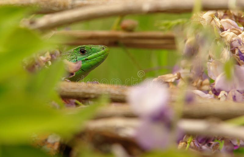 Lizard head in the bush stock photo. Image of stones - 82289816