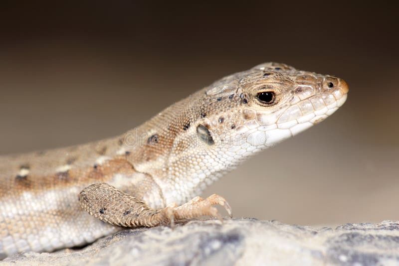 Lizard tuatara stock photo. Image of zealand, blood, dinosaur - 18375496