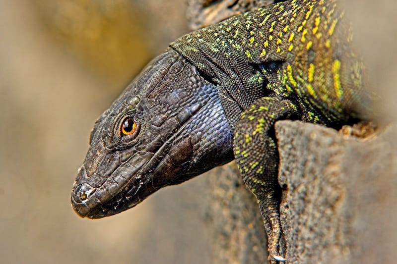 Lizard head close up stock photo. Image of reptile, multicolour - 52525604