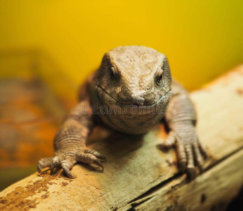 Lizard head close-up stock image. Image of iguana, fauna - 145777407