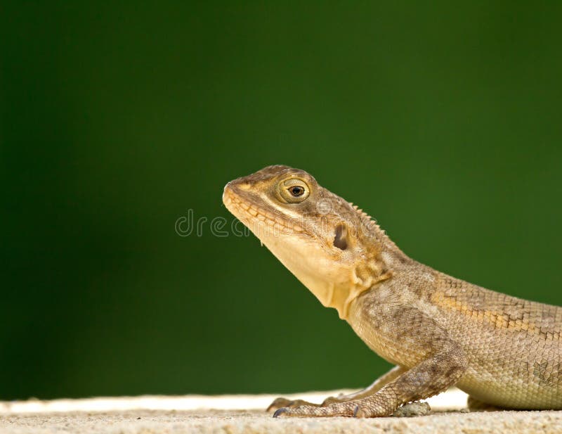 Lizard head and front legs stock image. Image of wildlife - 22100561