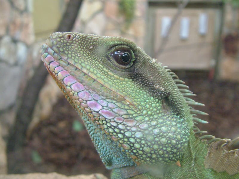 Lizard head stock image. Image of head, natural, green - 87461019