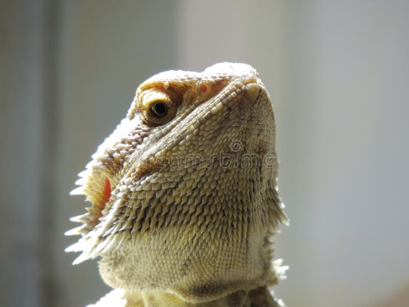 Lizard stock photo. Image of lizzard, warming, wild, tropical - 78514990