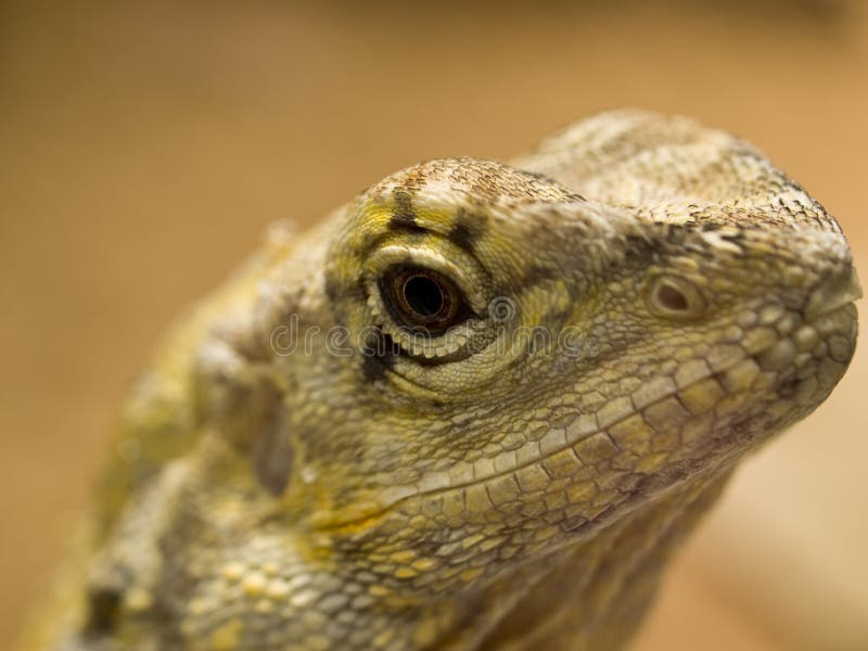 Fly head macro stock image. Image of health, wing, hygiene - 51429257
