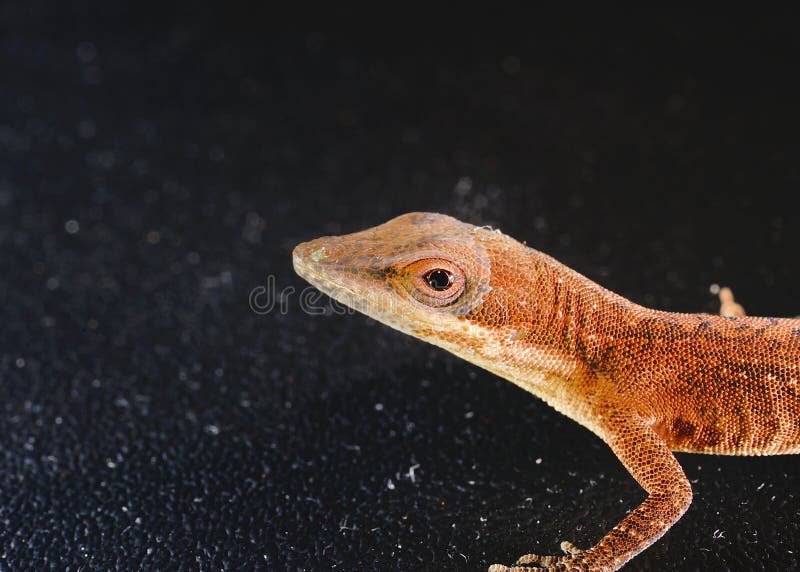 Lizard head shot stock image. Image of pattern, nature - 43999091