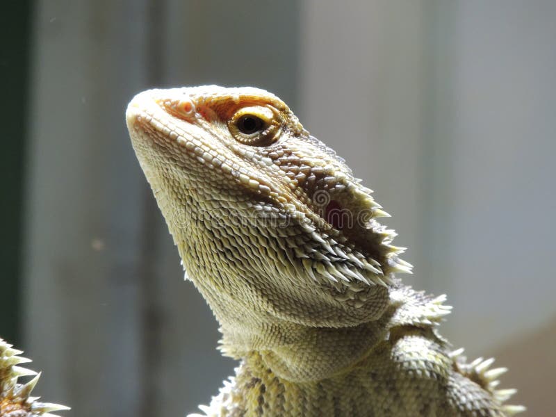 Lizard stock image. Image of head, nose, reptilians, scale - 78514397