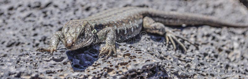 The Lizard in the Heat of the Sun Stock Image - Image of animal, nature ...