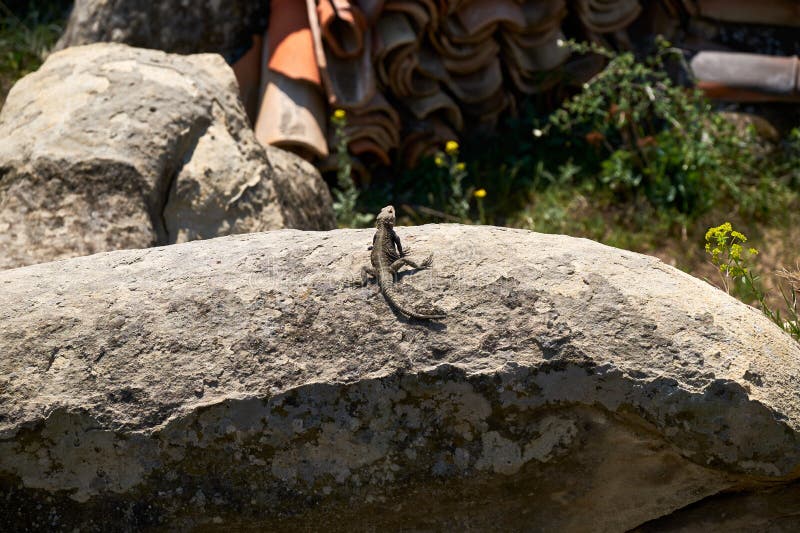 A Lizard Heating Up on the Stone Stock Photo - Image of animal, tail ...