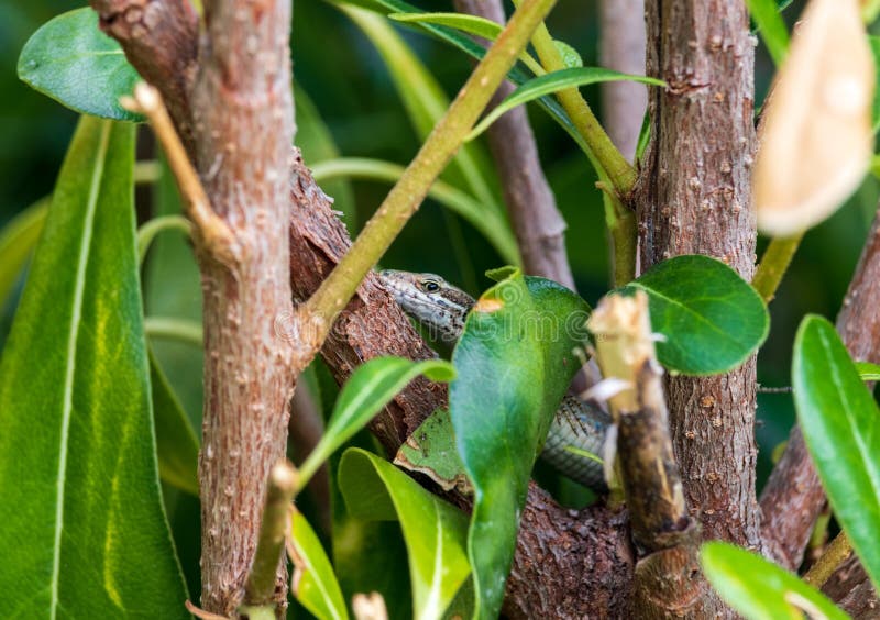 Lizard Hidden in the Branches Look in Camera Stock Image - Image of ...