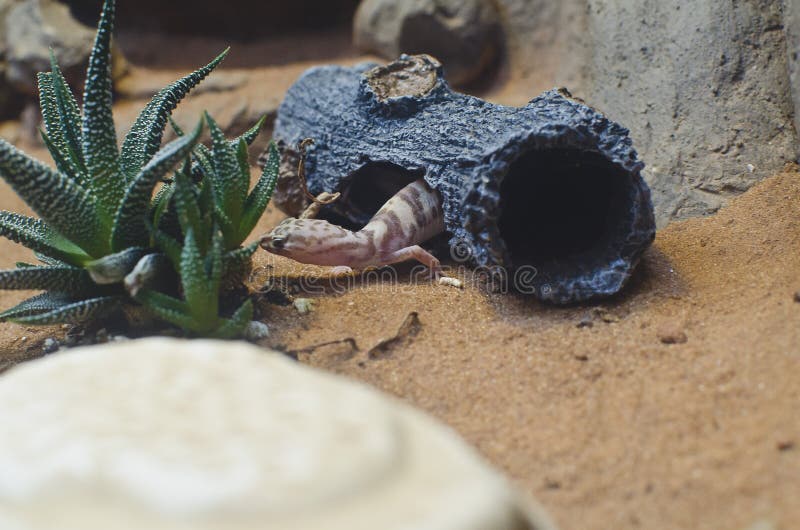 A Lizard Hidden in the Desert Rocks Stock Photo - Image of clean, frogs ...