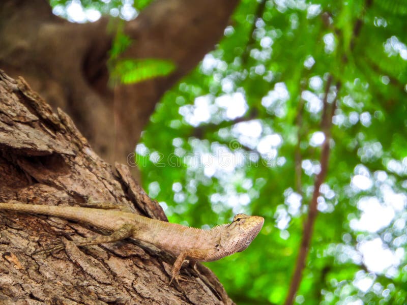 Lizard Hide and Hang on Tree and Look Around Area Stock Photo - Image ...