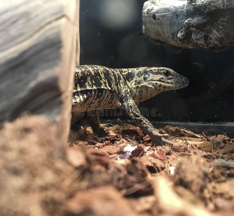 Lizard stock image. Image of lizard, animal, hiding, reptile - 81572265