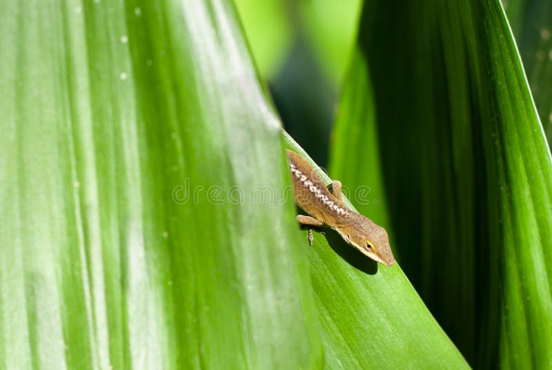 Lizard Hiding Behind Green Leaf Stock Image - Image of natural ...