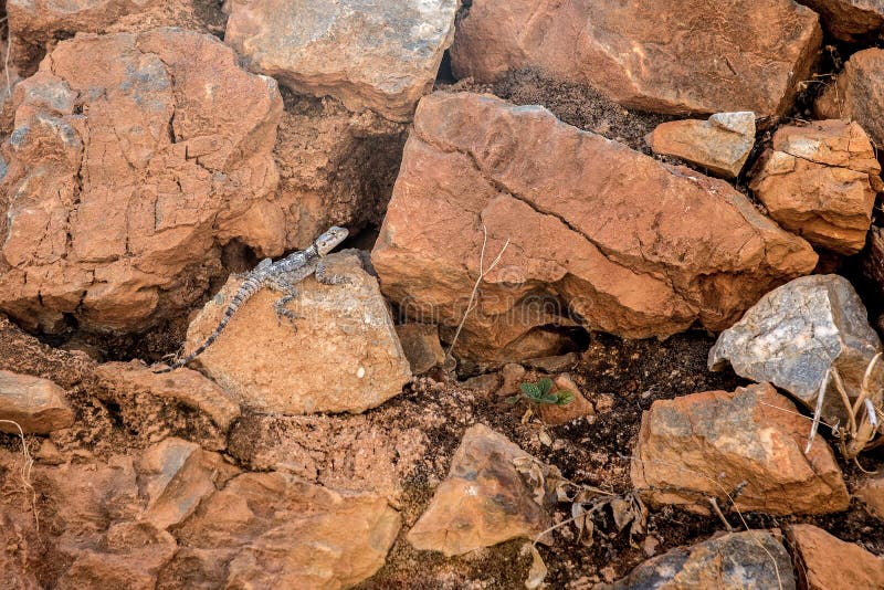 Lizard Hiding among the Brown Stones Stock Photo - Image of rock ...