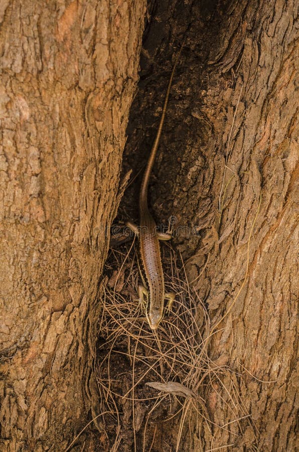 Lizard stock photo. Image of quoc, ancient, spring, salad - 56220784