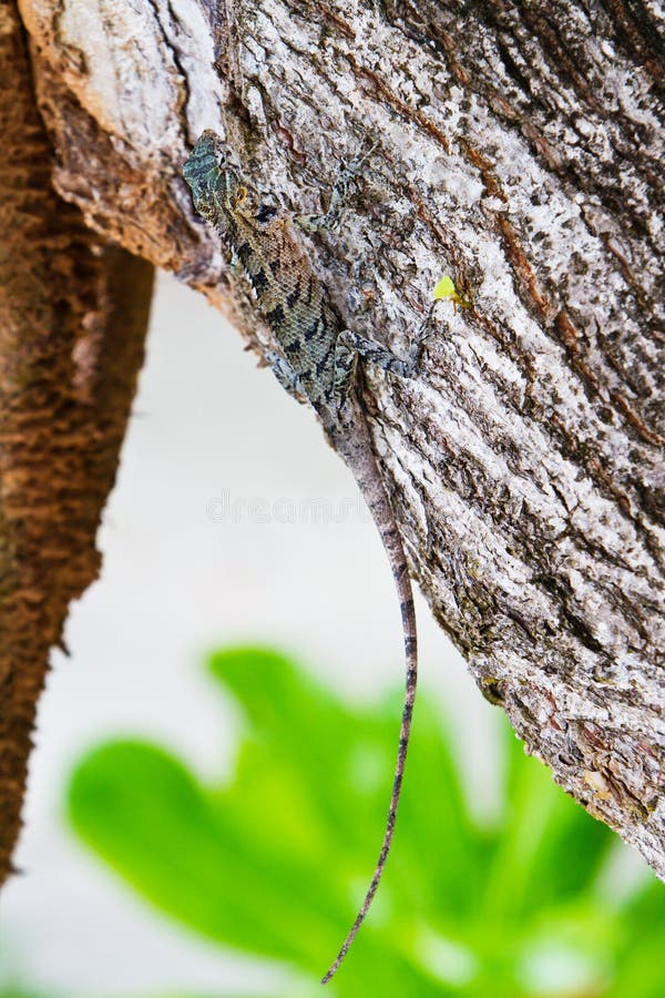 Lizard hiding on the trunk stock image. Image of reptiles - 21552989