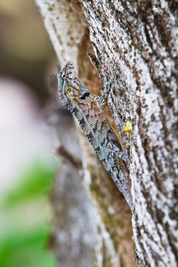 Lizard hiding on the trunk stock photo. Image of reptiles - 21554220