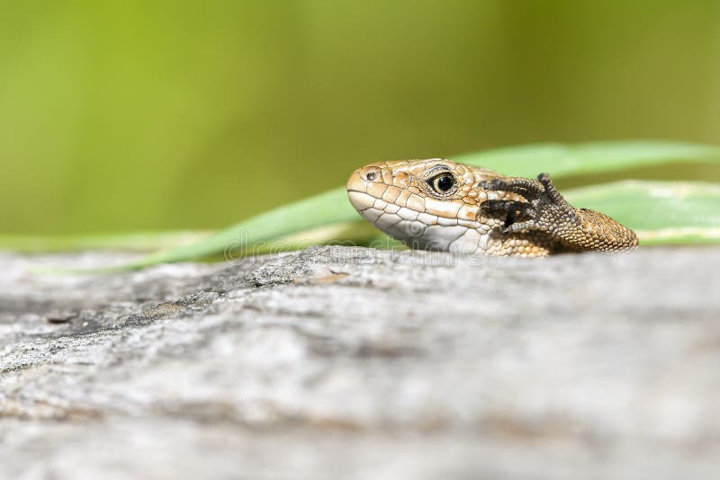 Lizard Highlights Paw Stock Photos - Free & Royalty-Free Stock Photos ...