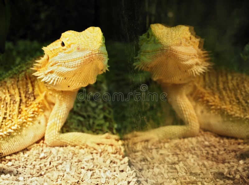 Lizard His Surprised Reflection Mirror Stock Photos - Free & Royalty ...
