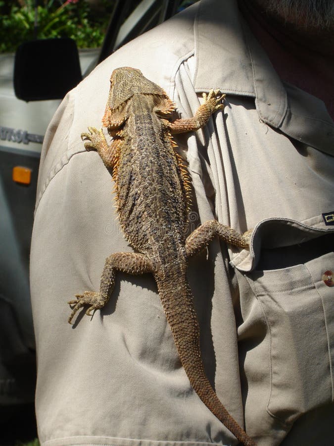 Lizard Hitching a Ride stock photo. Image of lizards, lizard - 7998648