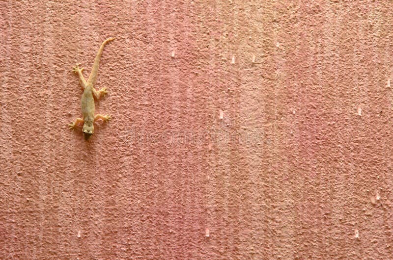 House lizard stock photo. Image of crawl, focus, exotic - 29936782