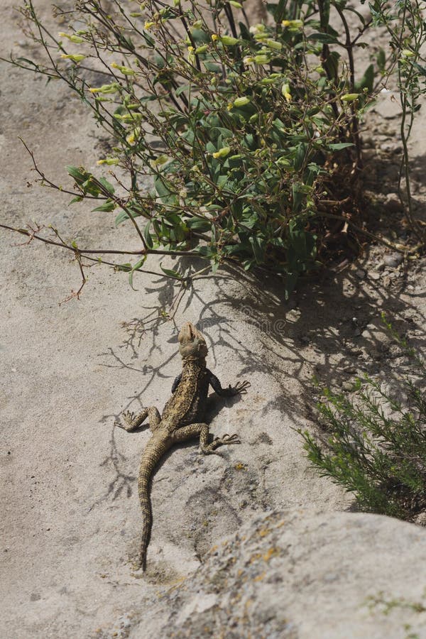 Lizard on the Hot Rock stock image. Image of small, branch - 346555555
