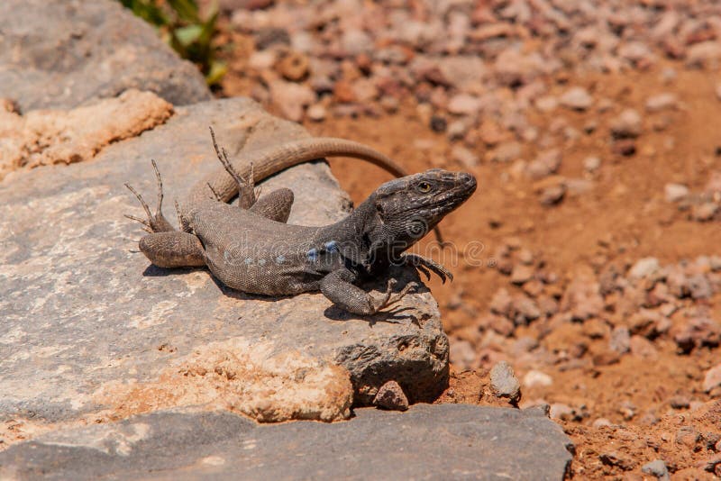 Hot lizard stock image. Image of crawl, mexico, reptilian - 14427809