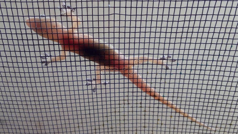 Gecko on mesh stock image. Image of tail, black, reptile - 95430915