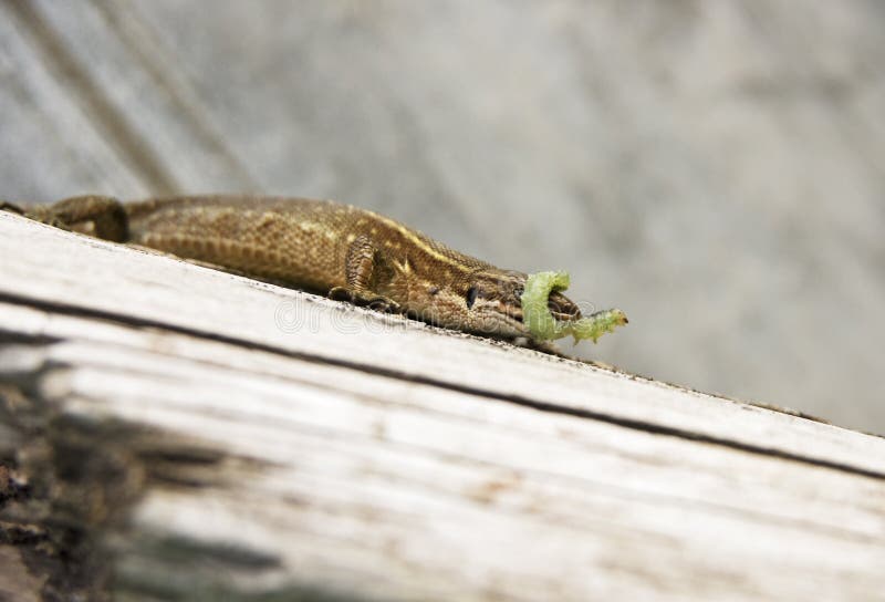 Lizard hunting stock image. Image of reptile, detail - 17040141