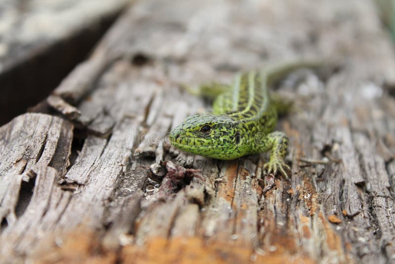 Lizard on hunting stock image. Image of nature, cunning - 25804877