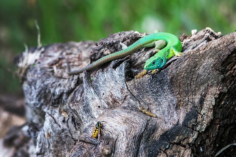 Lizard hunts insect stock image. Image of gnathostomata - 66223765